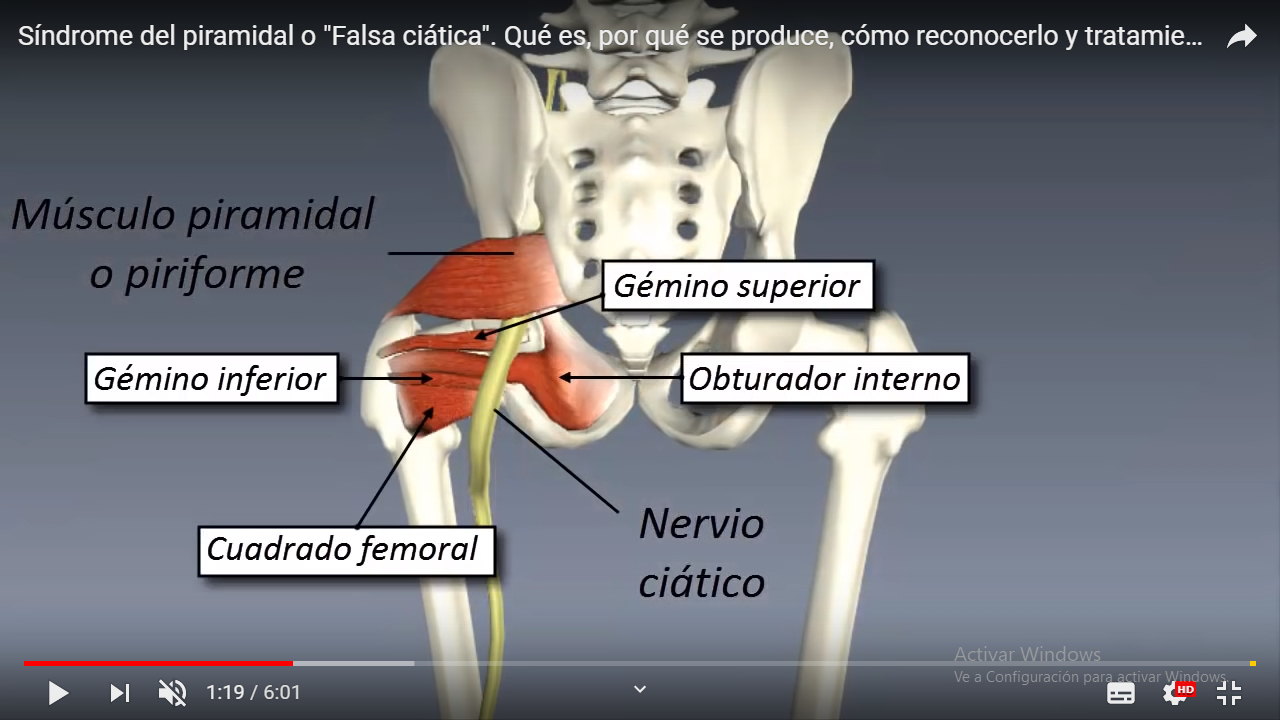 TIPOS DE MUSCULO PIRAMIDAL – Enriquerubio.net