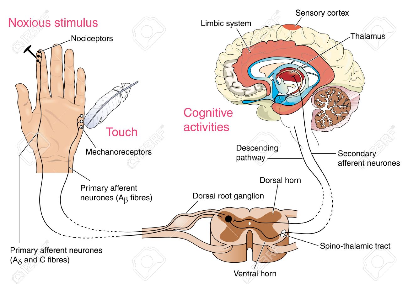 Como procesa el cerebro los estímulos externos – Enriquerubio.net