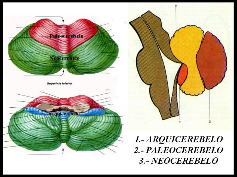 EL CEREBELO – Enriquerubio.net