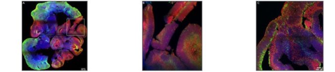 EL CULTIVO DE ORGANOIDES – Enriquerubio.net