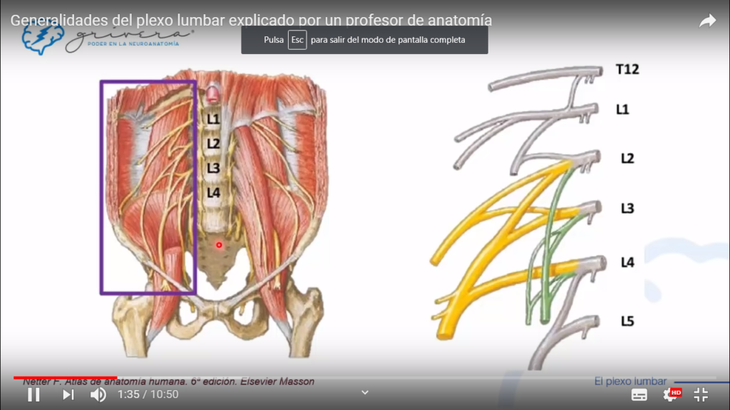 LUMBOCIATICA, RAQUIDEA Y EXTRARAQUIDEA. – Enriquerubio.net