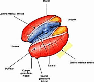 EL TALAMO – Enriquerubio.net