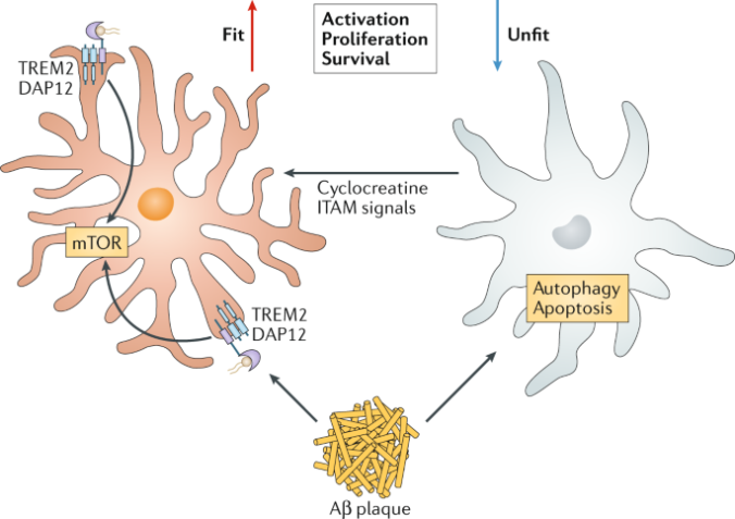 Β-AMILOIDE Y ALZHEIMER – Enriquerubio.net