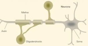 OLIGODENDROCITOS GENERALIDADES – Enriquerubio.net