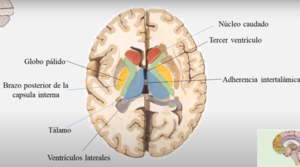 EL TALAMO – Enriquerubio.net
