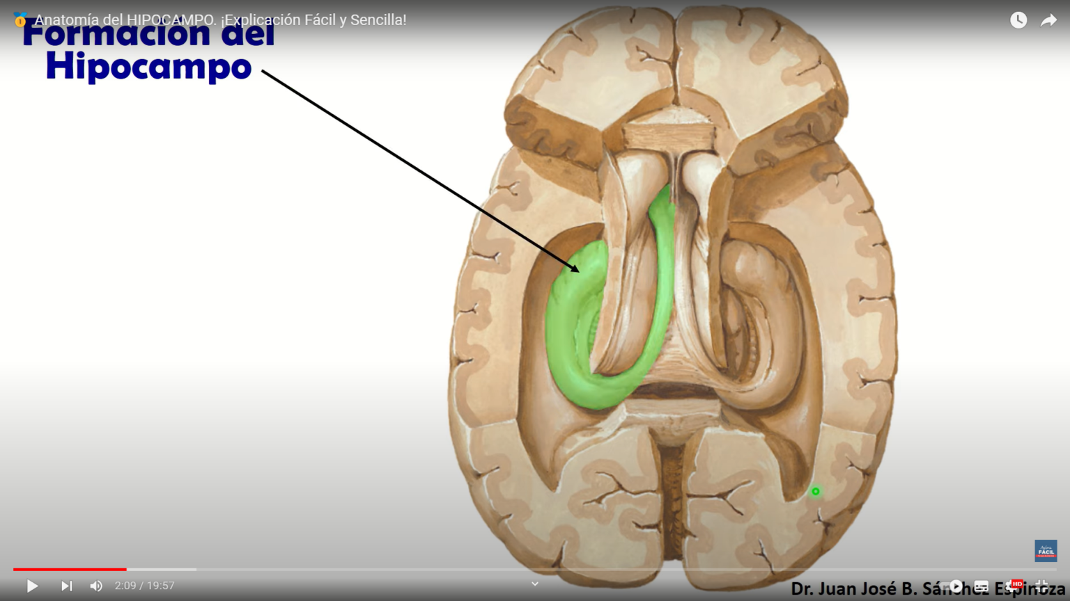 EL HIPOCAMPO Y LA AMÍGDALA CEREBRAL – Enriquerubio.net