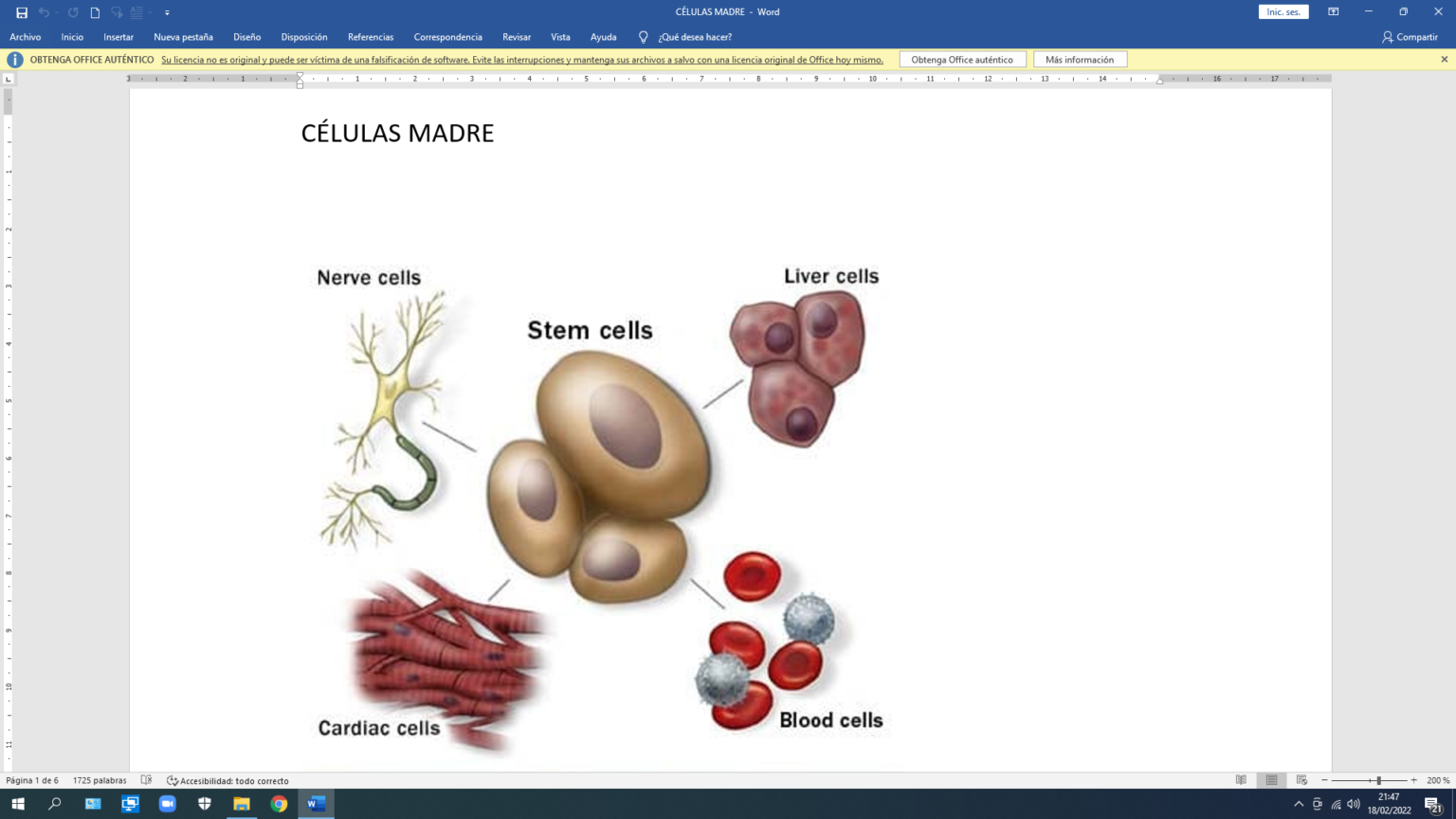 CELULAS MADRES – Enriquerubio.net