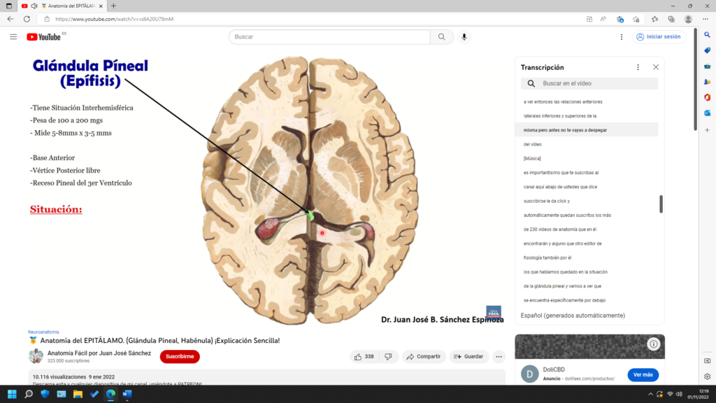 ANATOMÍA DEL EPITÁLAMO – Enriquerubio.net
