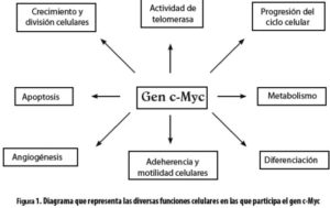 EL GEN MYC – Enriquerubio.net