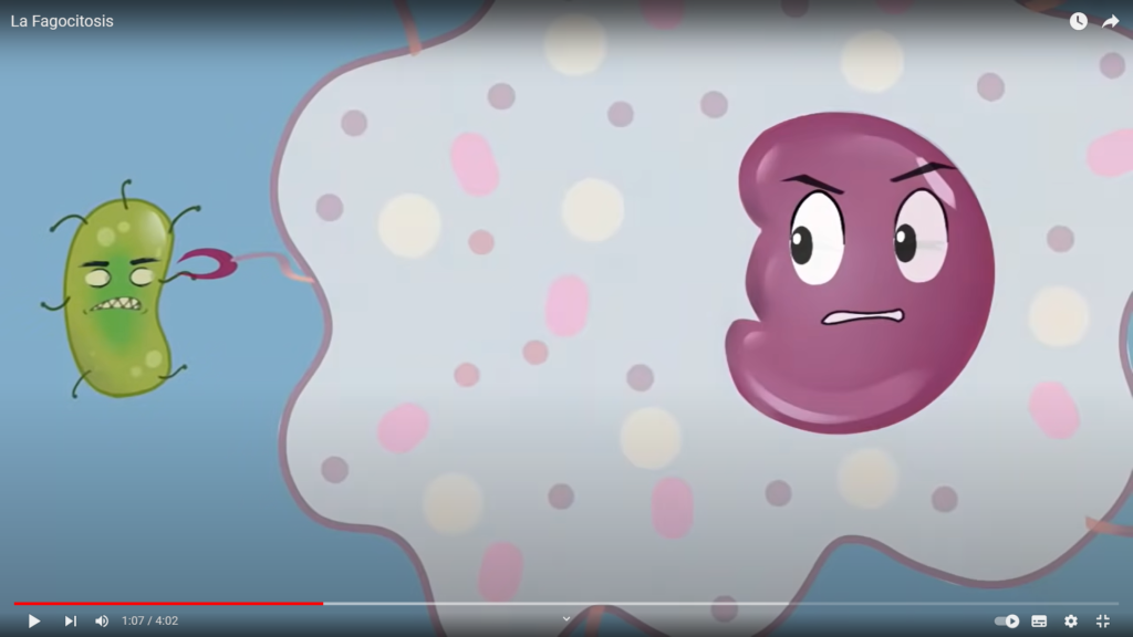 INFLAMACION. MACRÓFAGOS Y FAGOCITOSIS – Enriquerubio.net